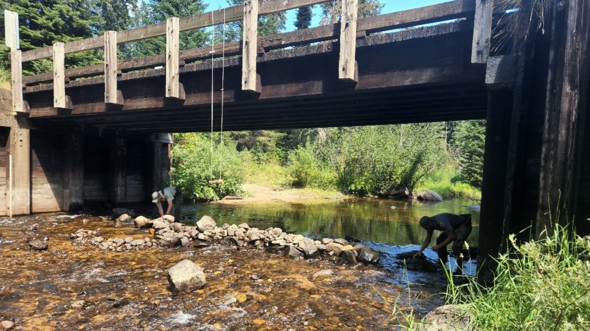 Artificial dams impact fish | krem.com