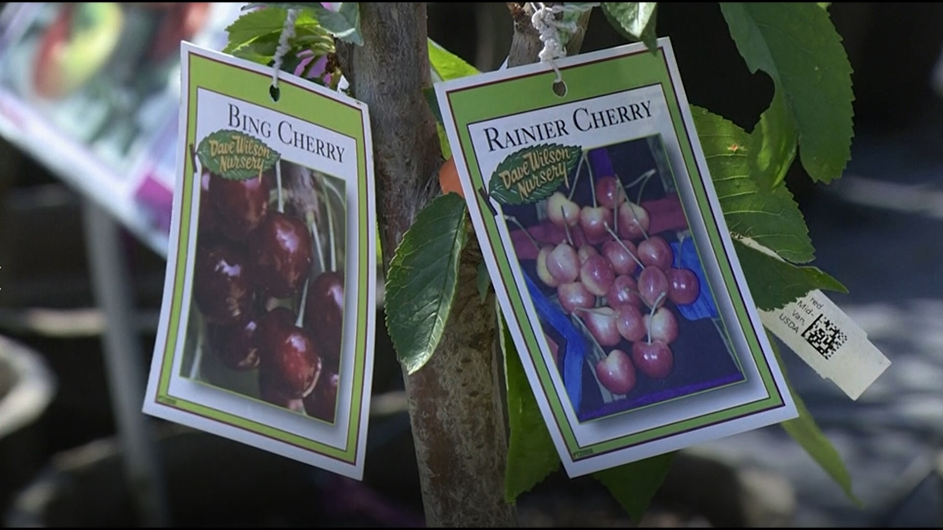 Can Grow Tips fruit trees | krem.com