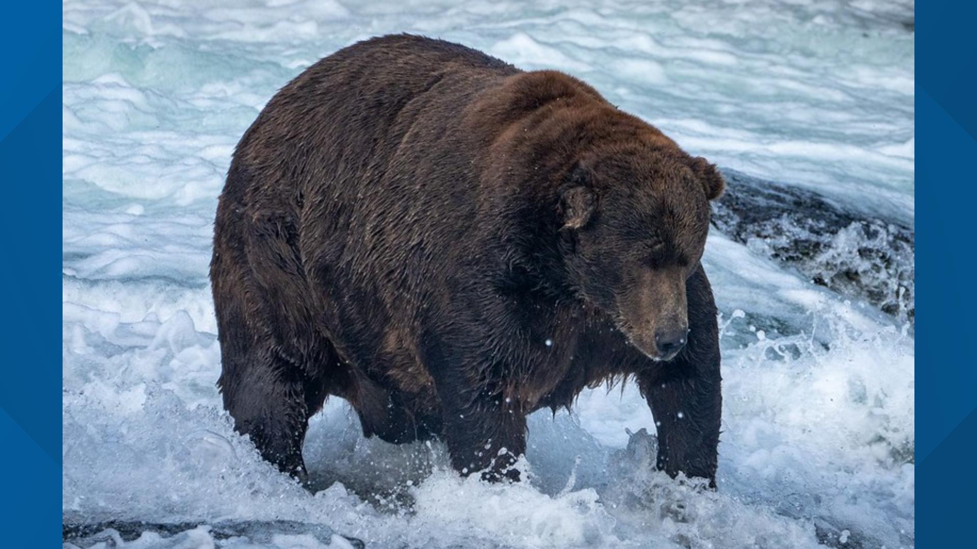 Alaska's bears compete in annual Fat Bear Week | krem.com