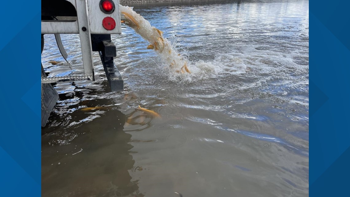 What are banana trout? Idaho Fish and Game explains | krem.com
