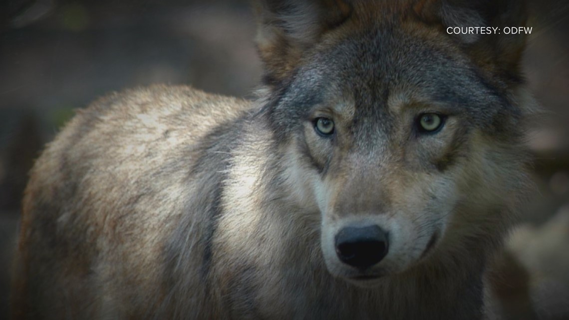 Colorado to get more wolves from Eastern Washington tribes | krem.com