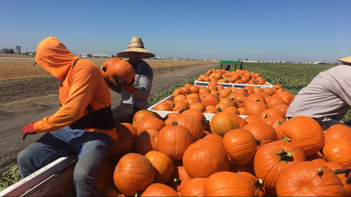 Pumpkins aplenty for the San Joaquin County pumpkin harvest | krem.com