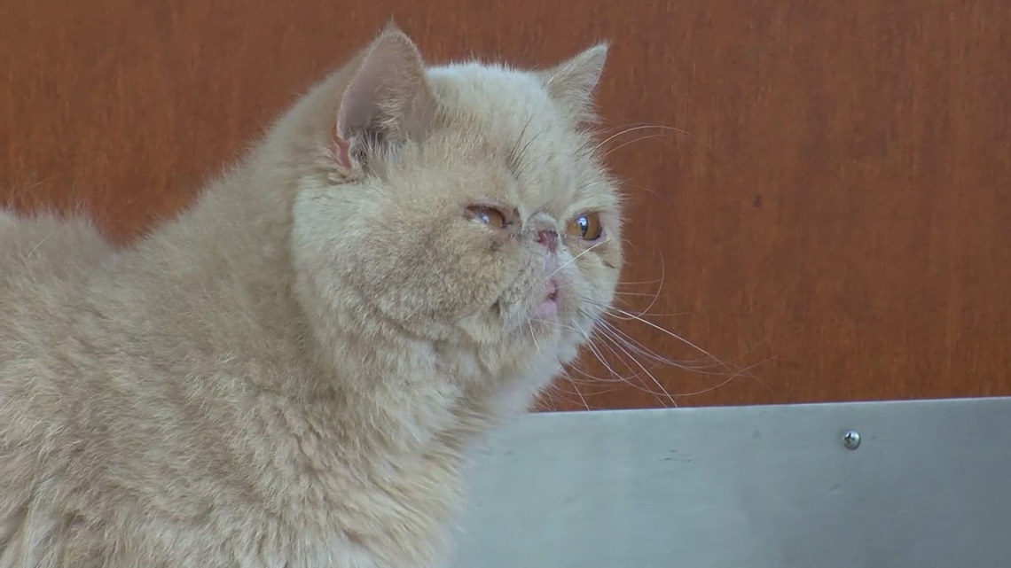PETA says locker room cat 'Pudge' should stay home from games | krem.com