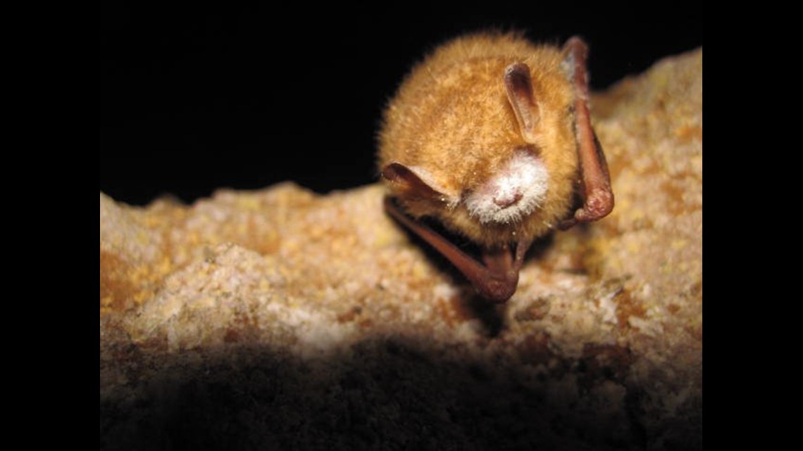 Nonprofits put $100K toward eradicating fungus killing bats | krem.com