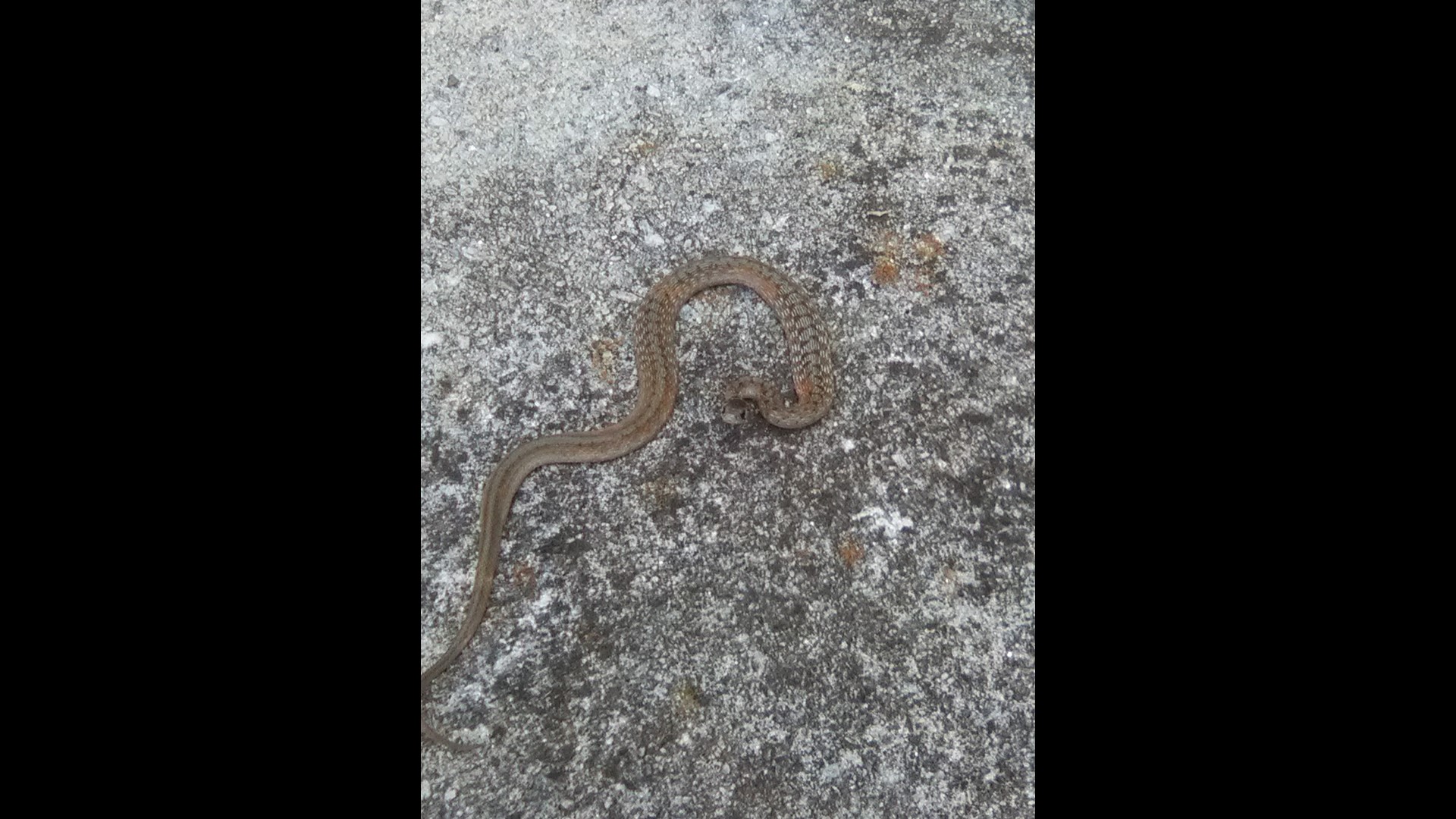 PHOTOS: Snakes seen in metro Atlanta | krem.com
